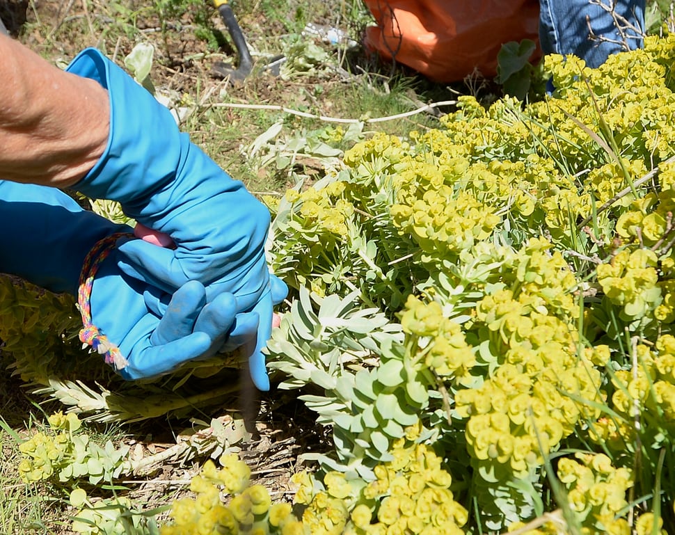 How a ‘waterwise’ ornamental plant has taken over Wasatch foothills ...