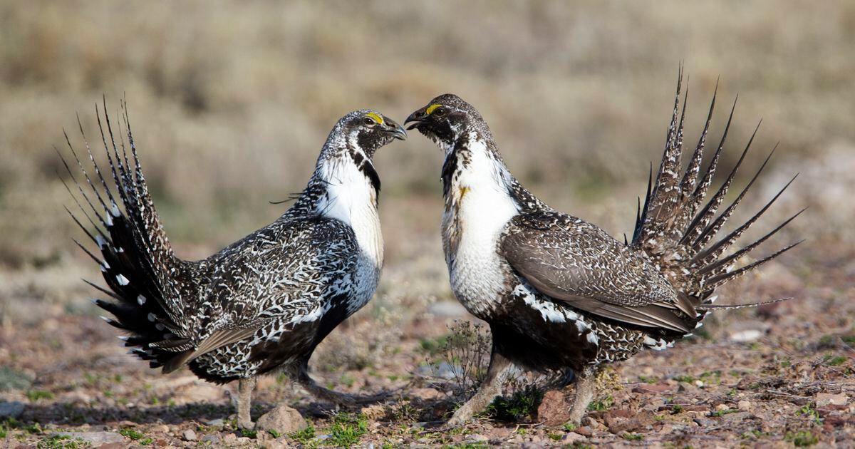 Fires prompt sage grouse hunting ban in large part of Nevada