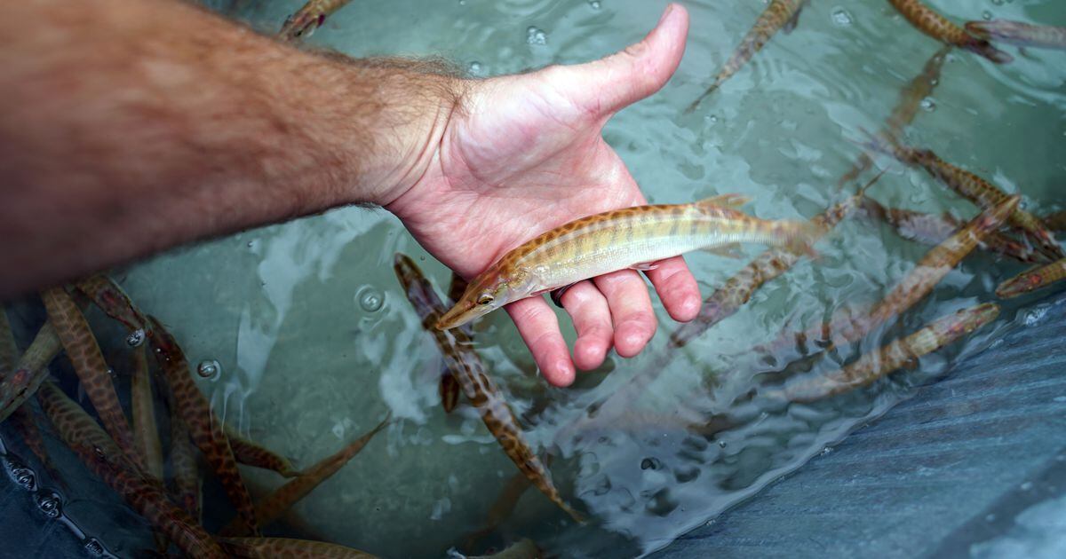 Tiger muskie and 2 other fish species part of new plan to help curb ...