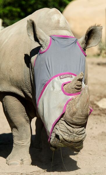 Princess the rhino officially debuts her one-of-a-kind pink fly mask ...