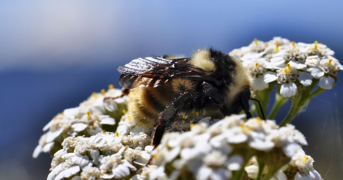 With the Pacific Northwest bumblebee in trouble, citizen-staffed study ...