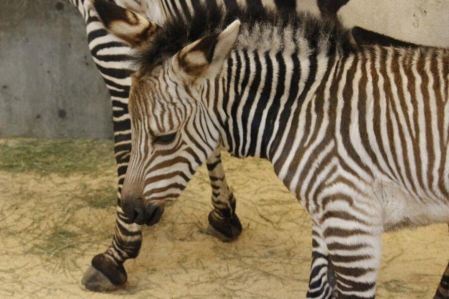 Meet the Hogle Zoo’s new baby zebra - The Salt Lake Tribune