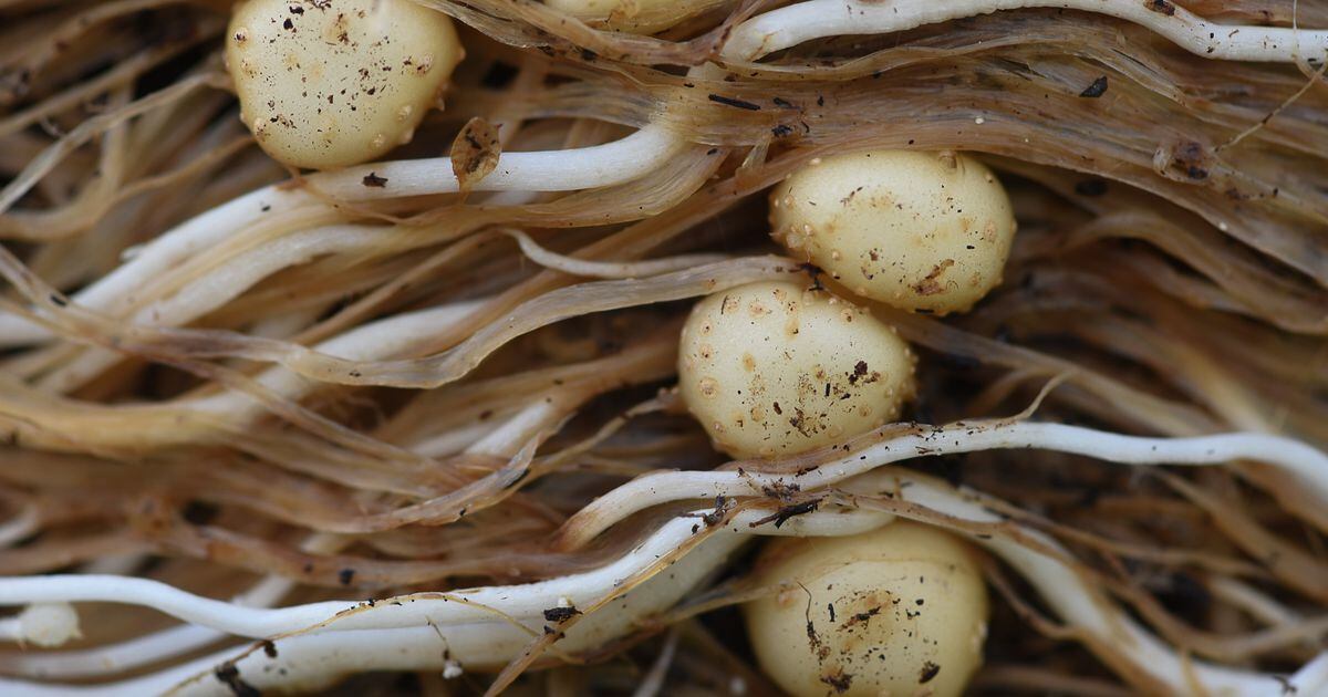 Ancient potato that has survived in the wilds of southern Utah for ...