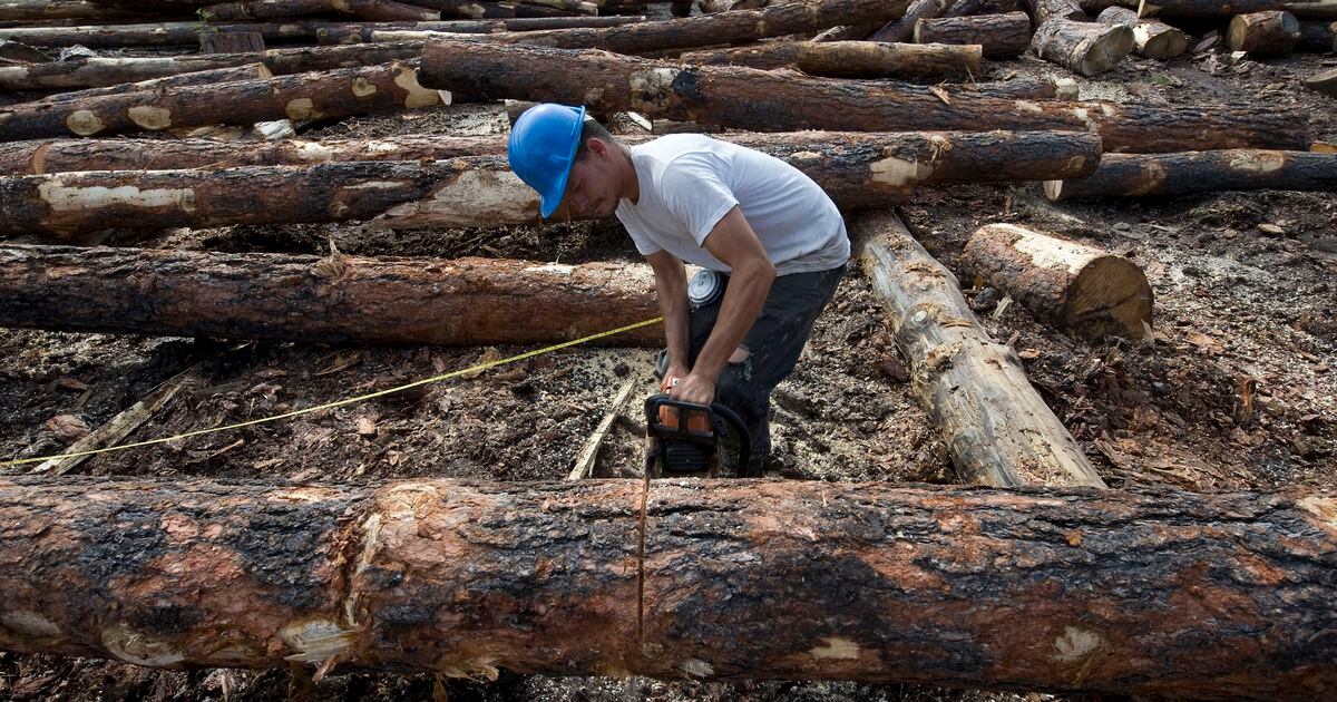 U.S. forest managers want judge to revisit tree-cutting ban