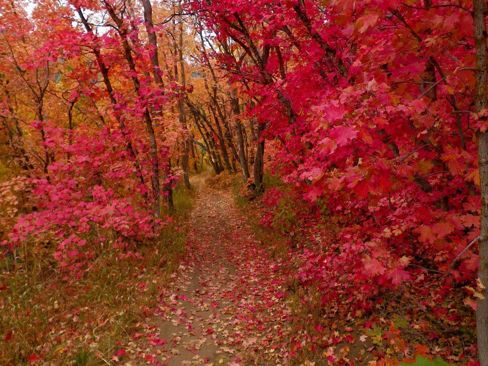 10 top spots for Utah’s fall colors - The Salt Lake Tribune