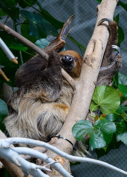 Sloths rescued from deforestation will debut Friday at Draper aquarium ...