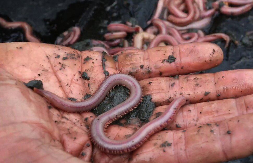 Decline in prized worms threatens way of life - The Salt Lake Tribune