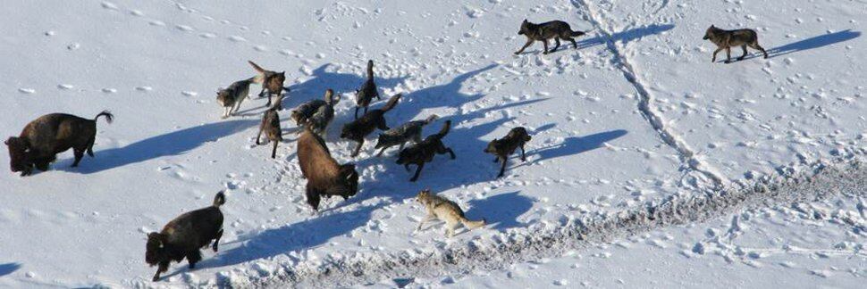 New research shows Yellowstone wolves pick their prey based on pack ...