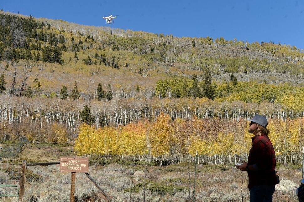 Utah’s Pando aspen grove is the most massive living thing known on ...