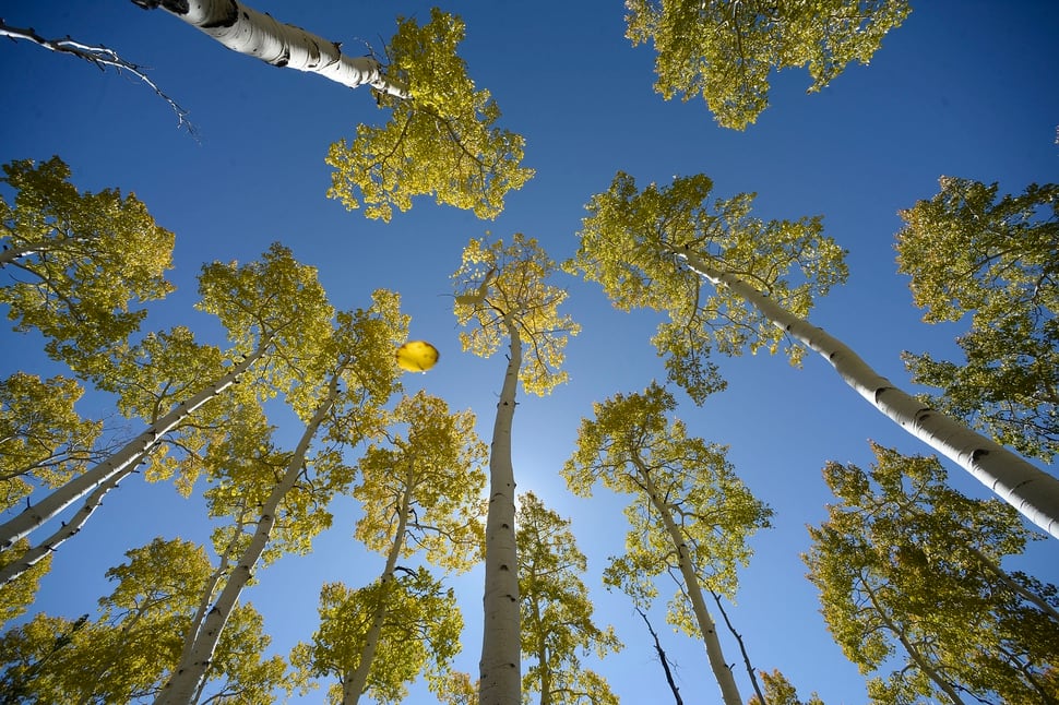 Utah’s Pando aspen grove is the most massive living thing known on ...