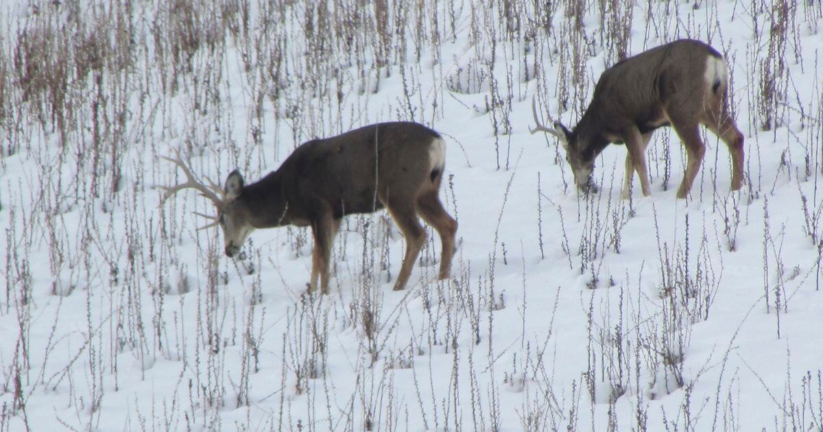 Letter: Let wolves return for the sake of Utah’s ecology and true hunting