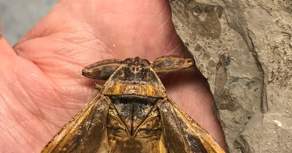 Paleontologists discover ancient insect species in southeastern Utah