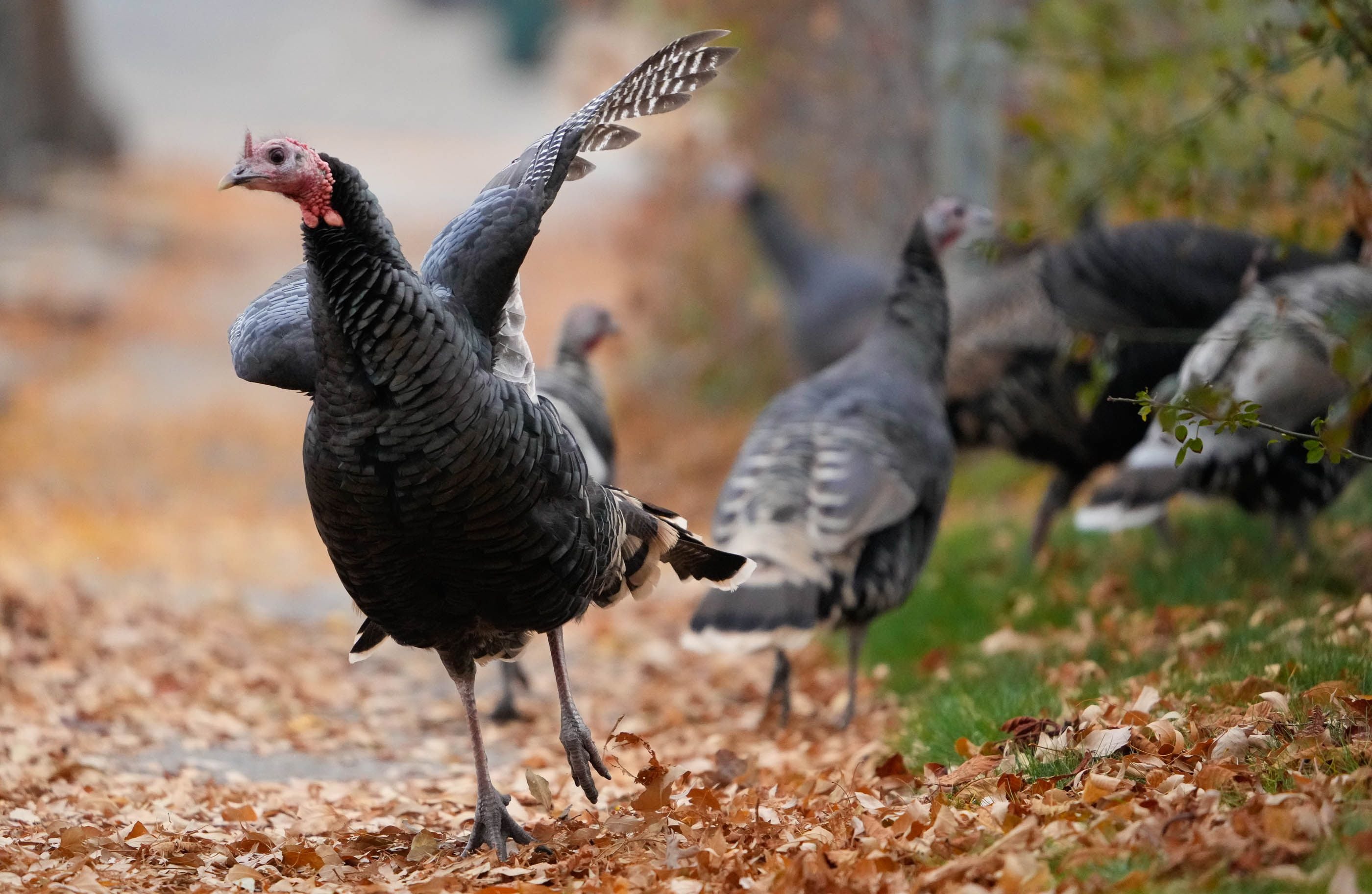 Cute Turkeys Running