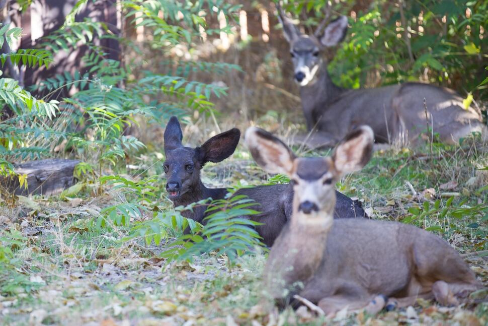 A rare black mule deer in Moab has died — and Utah wildlife officials are worried about what ...