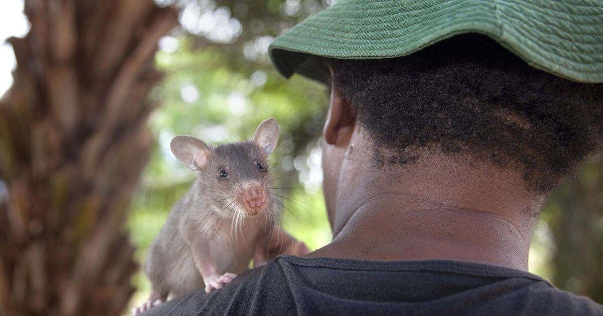 These heroic rats detect land mines. Now they might help save an ...