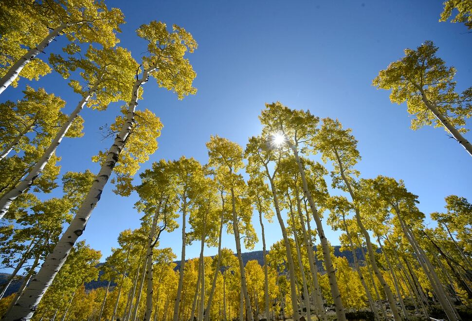 Utah’s Pando aspen grove is the most massive living thing known on ...