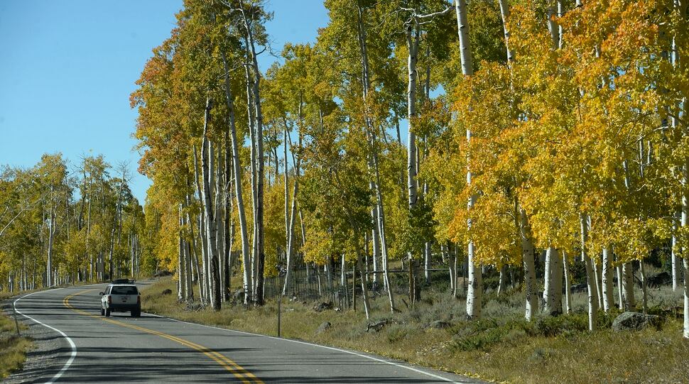 Utah’s Pando aspen grove is the most massive living thing known on ...