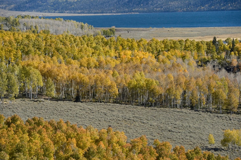 Utah’s Pando aspen grove is the most massive living thing known on ...
