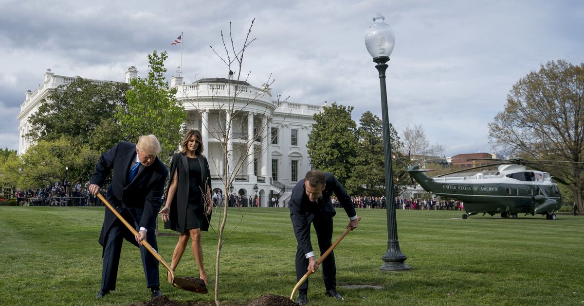 Political Cornflakes: France’s president brought Trump a tree to plant ...