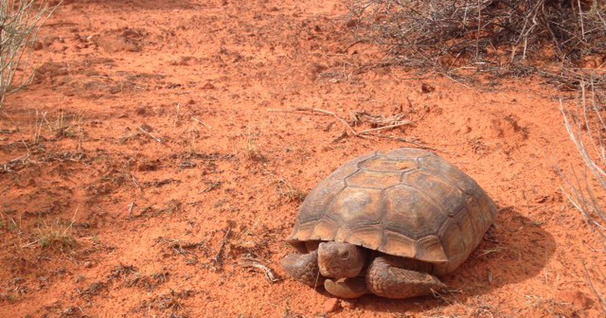 Feds may let major highway cut across southern Utah tortoise preserve