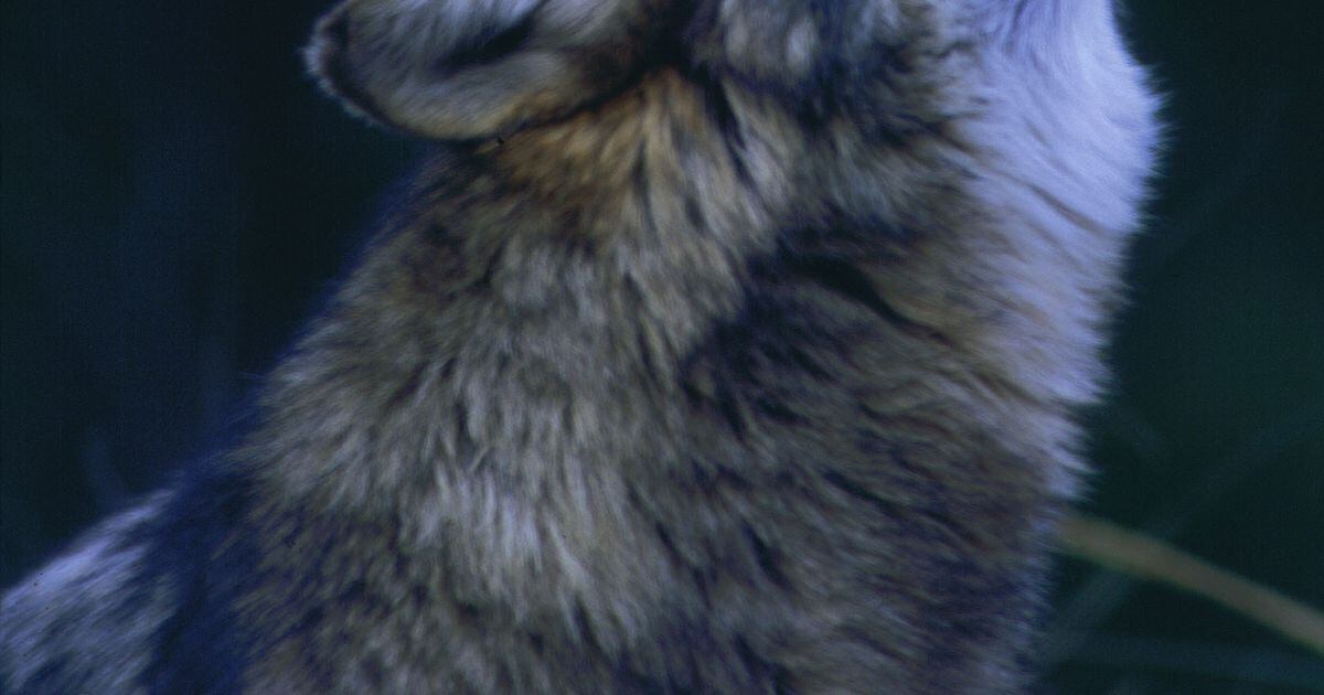 Utah officials: Mexican wolf is ‘bullet’ that could destroy West