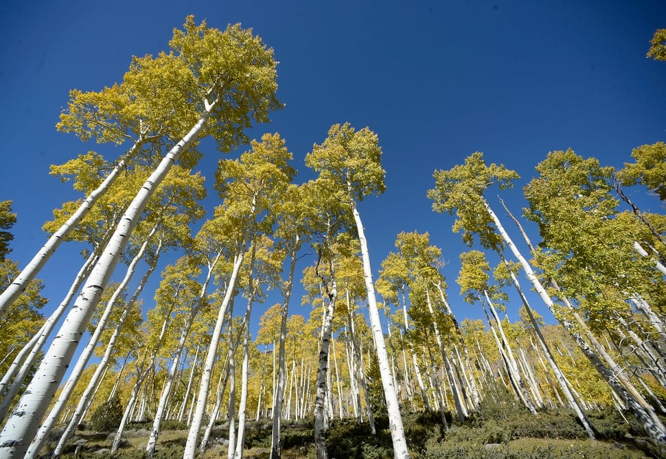 Utah’s Pando aspen grove is the most massive living thing known on ...
