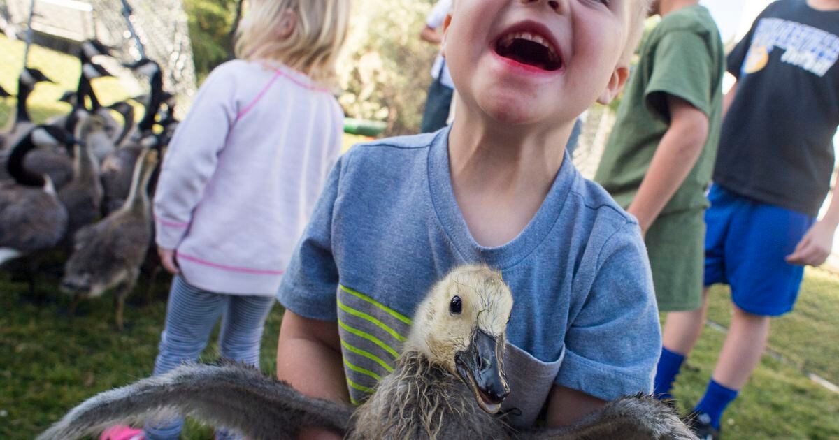 Volunteers brave hissing, honking and biting to round up Utah’s urban geese