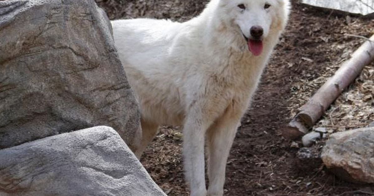 Utah’s Hogle Zoo is sending its lone gray wolf to live with a pack at a ...