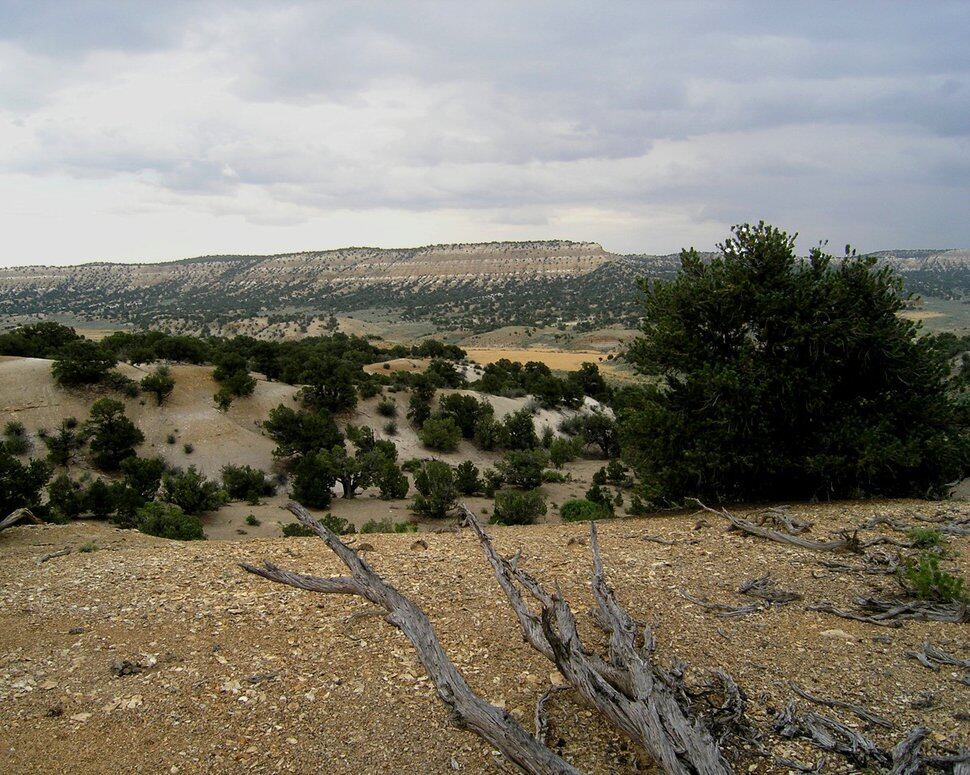 Facts and figures about the four Utah trees that are the longest-lived ...