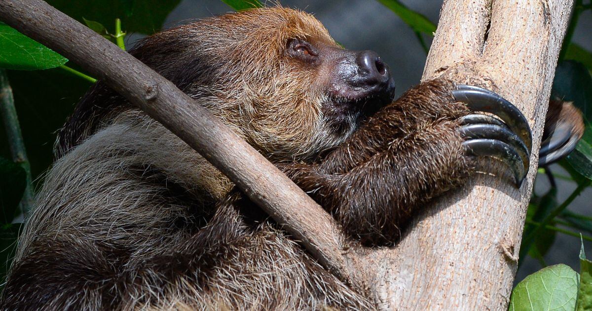 Sloths rescued from deforestation will debut Friday at Draper aquarium
