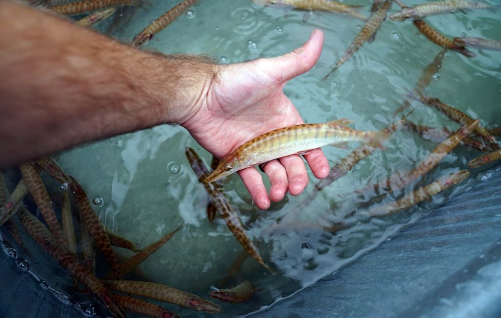 Baby Muskie Fish