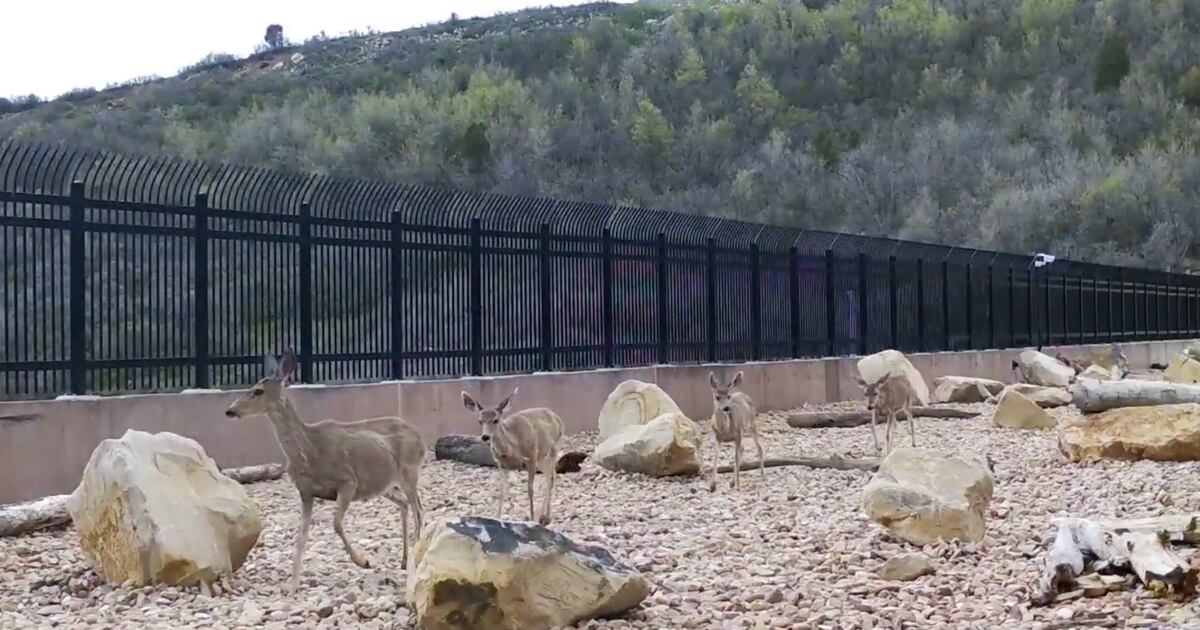 New $5 million, animals-only overpass at Parleys Summit is saving ...