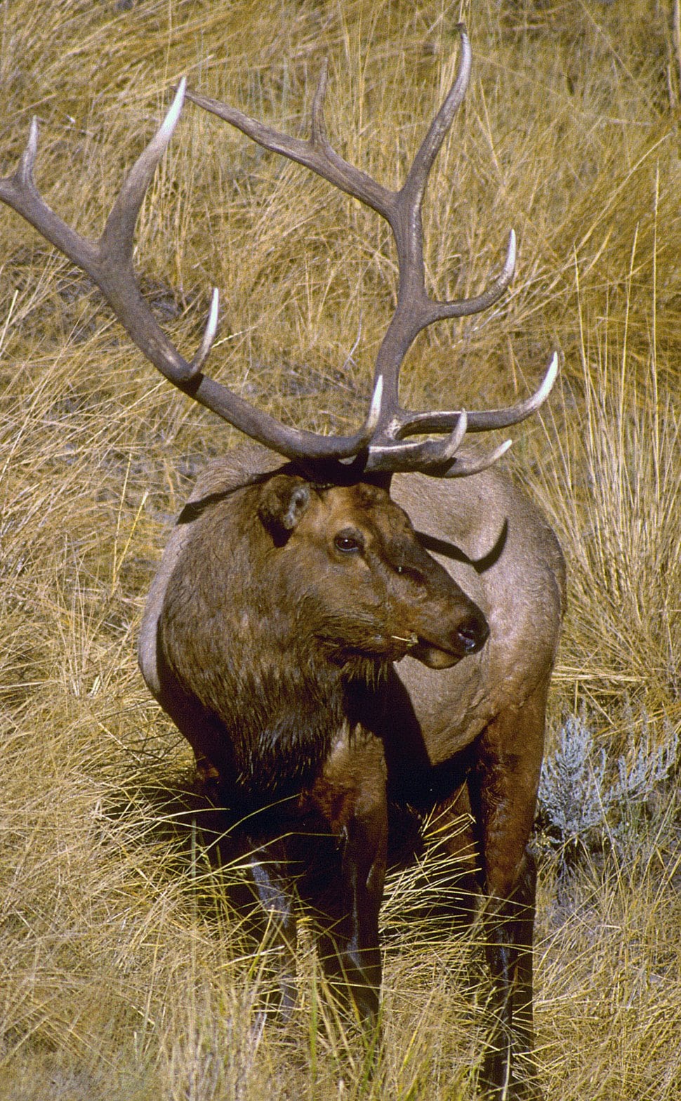 Chronic wasting disease found in bull elk killed on private Utah ranch ...