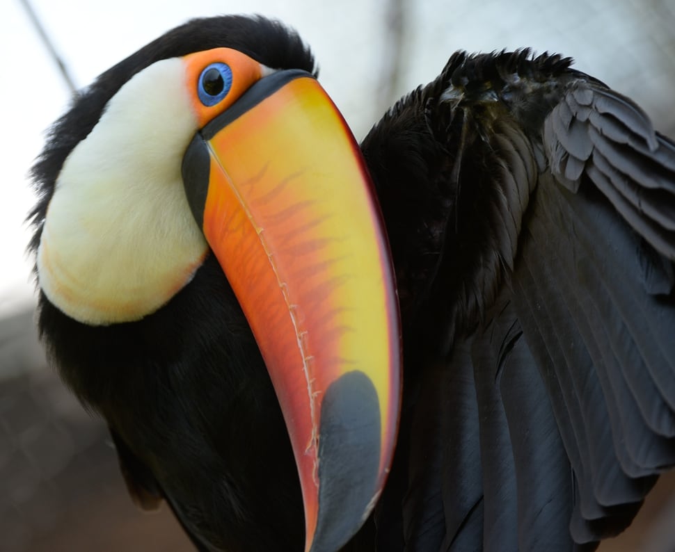 Salt Lake City’s Tracy Aviary has new baby flamingos and toucans; we ...