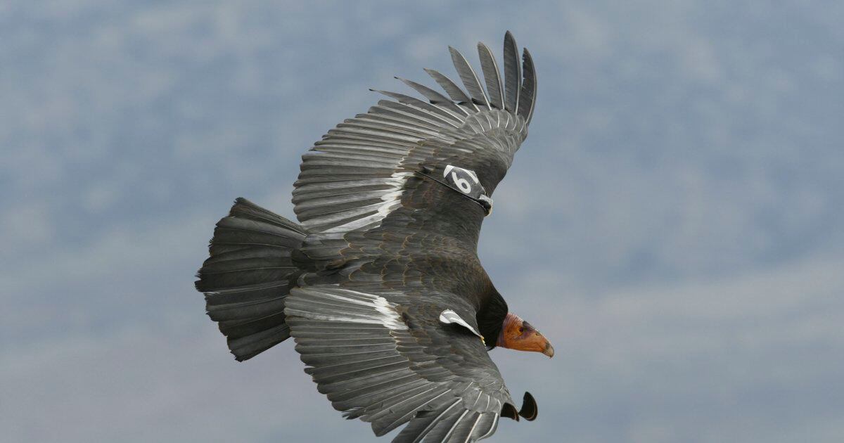 Mating condors return to Zion, but will they give wing to the park’s ...