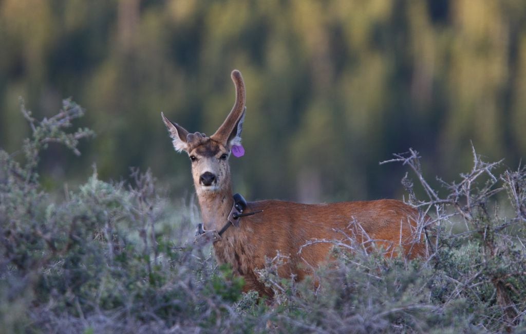 Female Deer