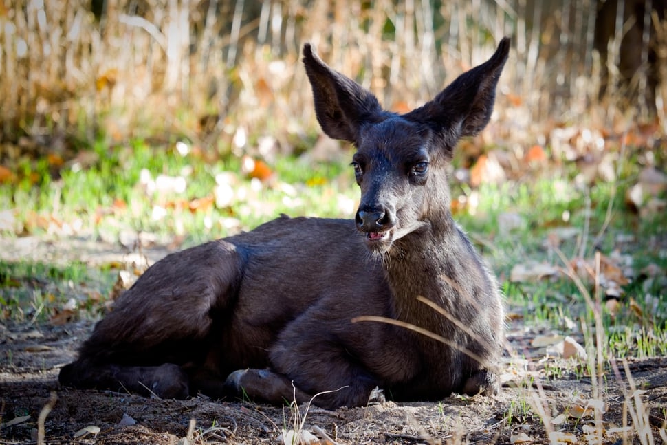 A rare black mule deer in Moab has died — and Utah wildlife officials are worried about what ...