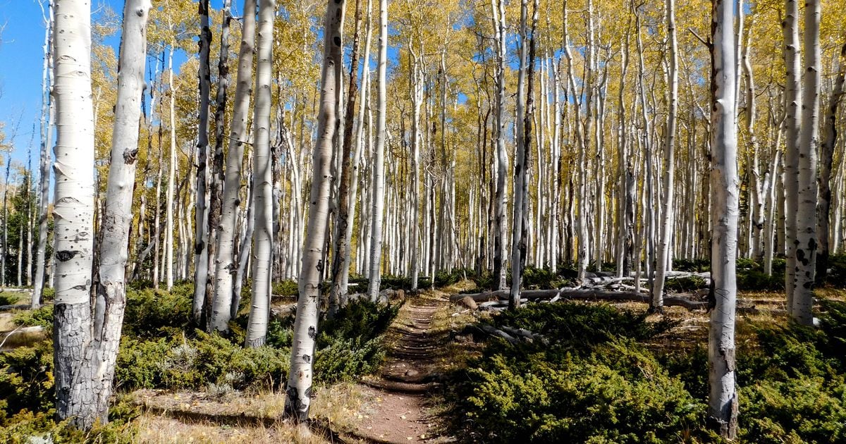 Hike to the Pando overlook for a glimpse of the world's most massive ...