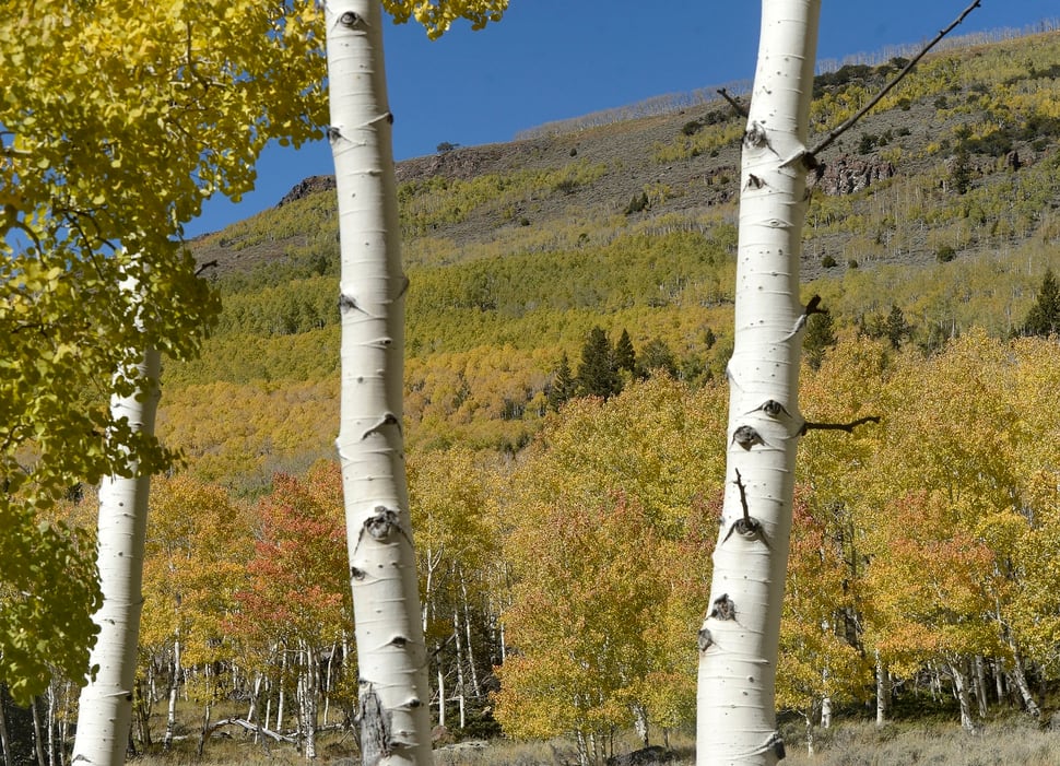 Utah’s Pando aspen grove is the most massive living thing known on ...