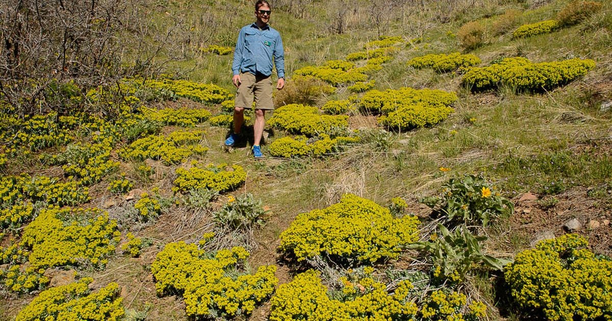 How a ‘waterwise’ ornamental plant has taken over Wasatch foothills