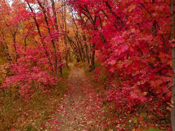 10 top spots for Utah’s fall colors - The Salt Lake Tribune