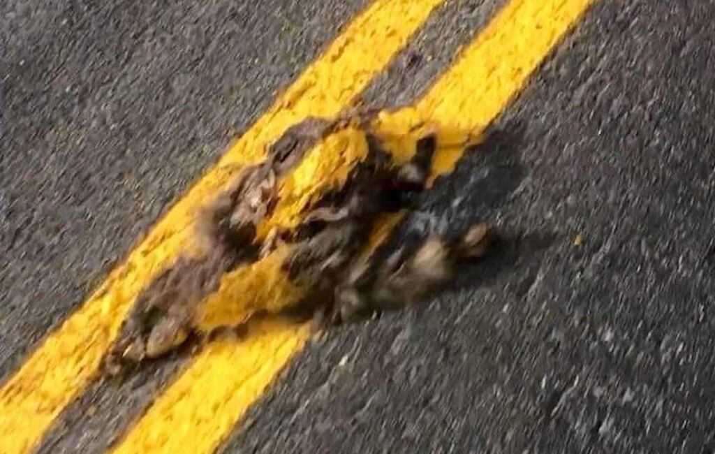 Road Kill