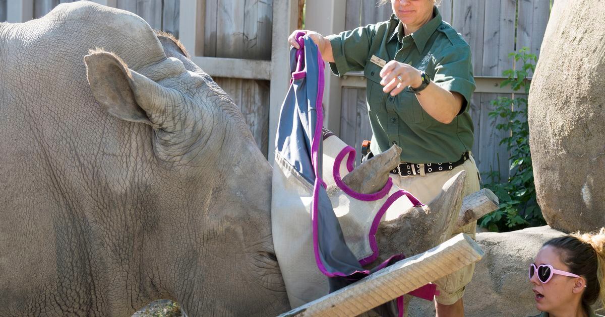 Princess the rhino officially debuts her one-of-a-kind pink fly mask