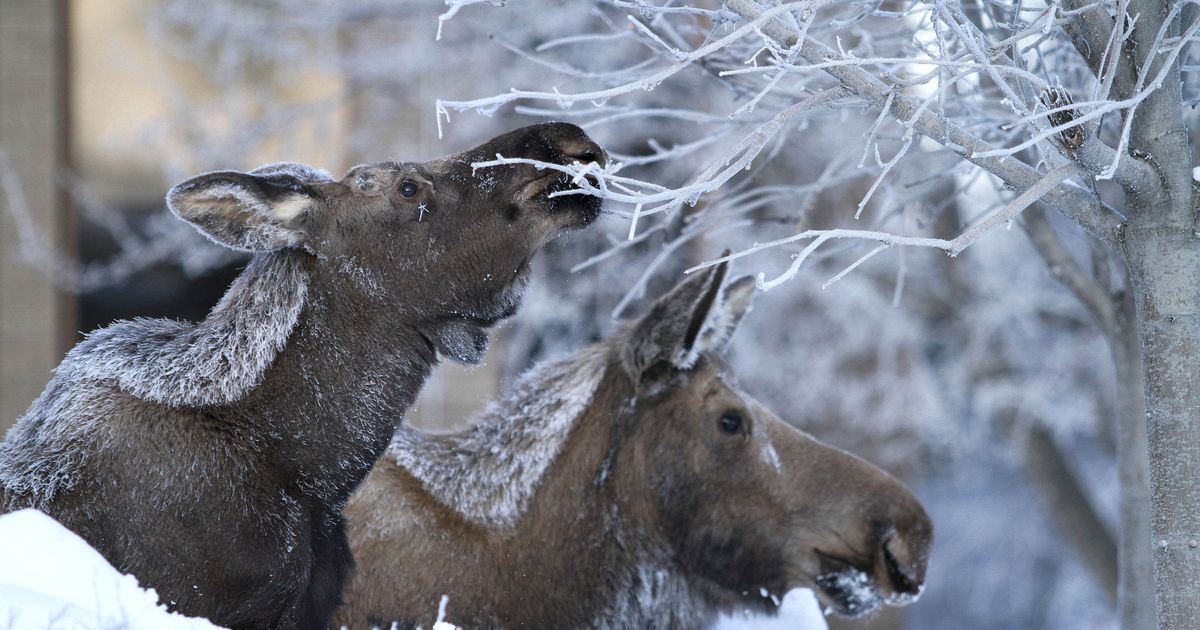 An Alaska man kicked a moose — in return, the moose stomped his foot