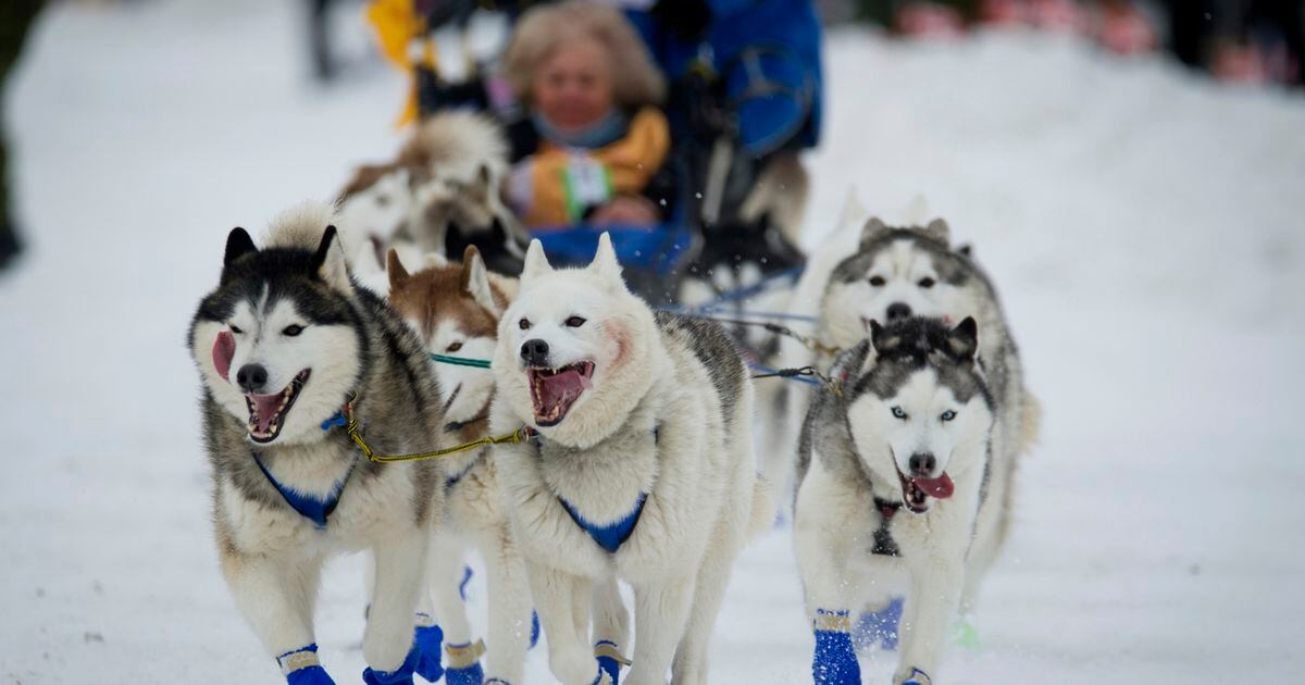 Iditarod sled dog race across Alaska kicks off this weekend