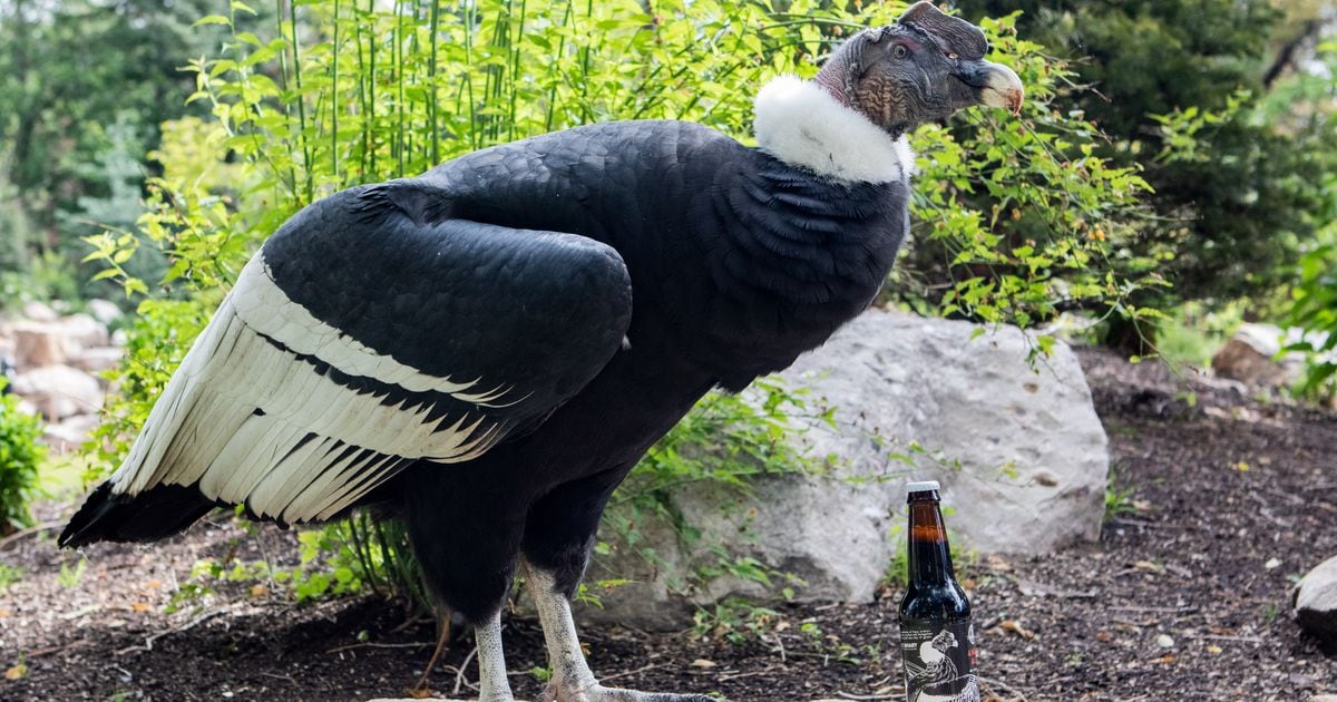 This famous bird is getting its own beer for its 60th birthday