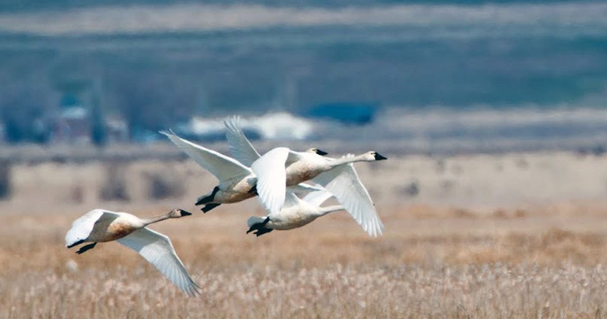 Celebrate the arrival of migrating swans in Utah