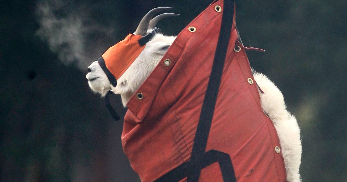 Judge rejects suit over La Sal goat introduction