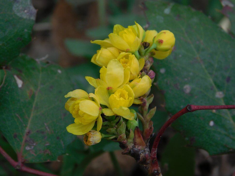 Wasatch wildflower update: Early blooms emerging in low places - The ...