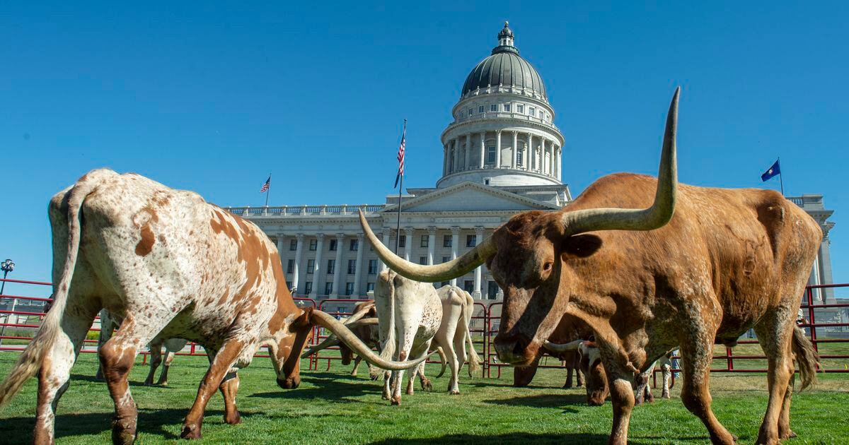 As a warm-up to Days of ‘47 rodeo, longhorns graze on the Utah Capitol lawn